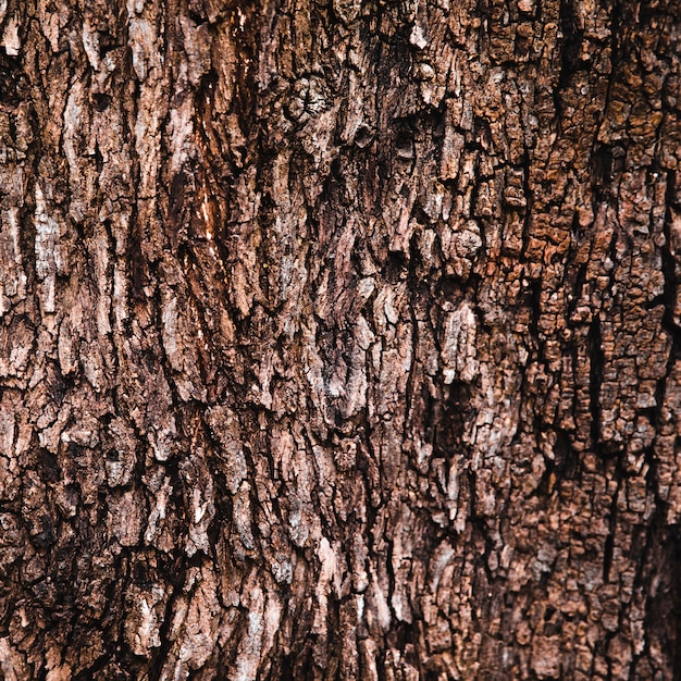 Tree trunk texture close up | Free Photo Tree trunk texture close up | Free Photo