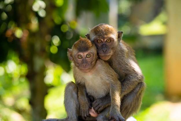 Premium Photo | Two little monkeys hugging. Premium Photo | Two little monkeys hugging.