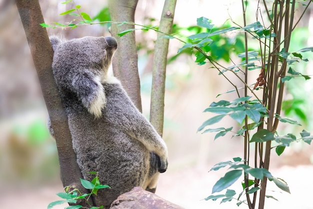 Premium Photo | A wild koala climbing a tree Premium Photo | A wild koala climbing a tree
