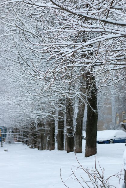 Premium Photo | Winter snow on branch tree Premium Photo | Winter snow on branch tree