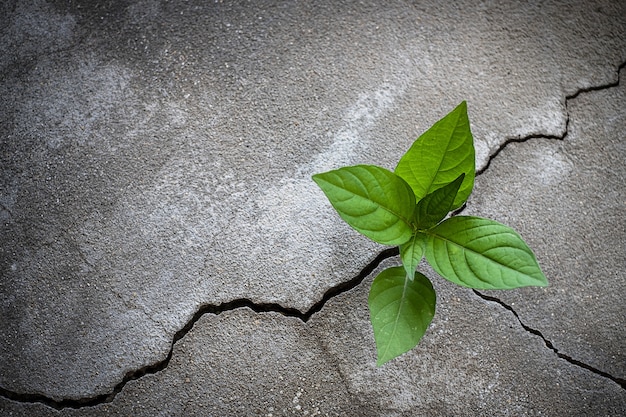 Premium Photo | Young tree plant growing through the cracked concrete floor Premium Photo | Young tree plant growing through the cracked concrete floor