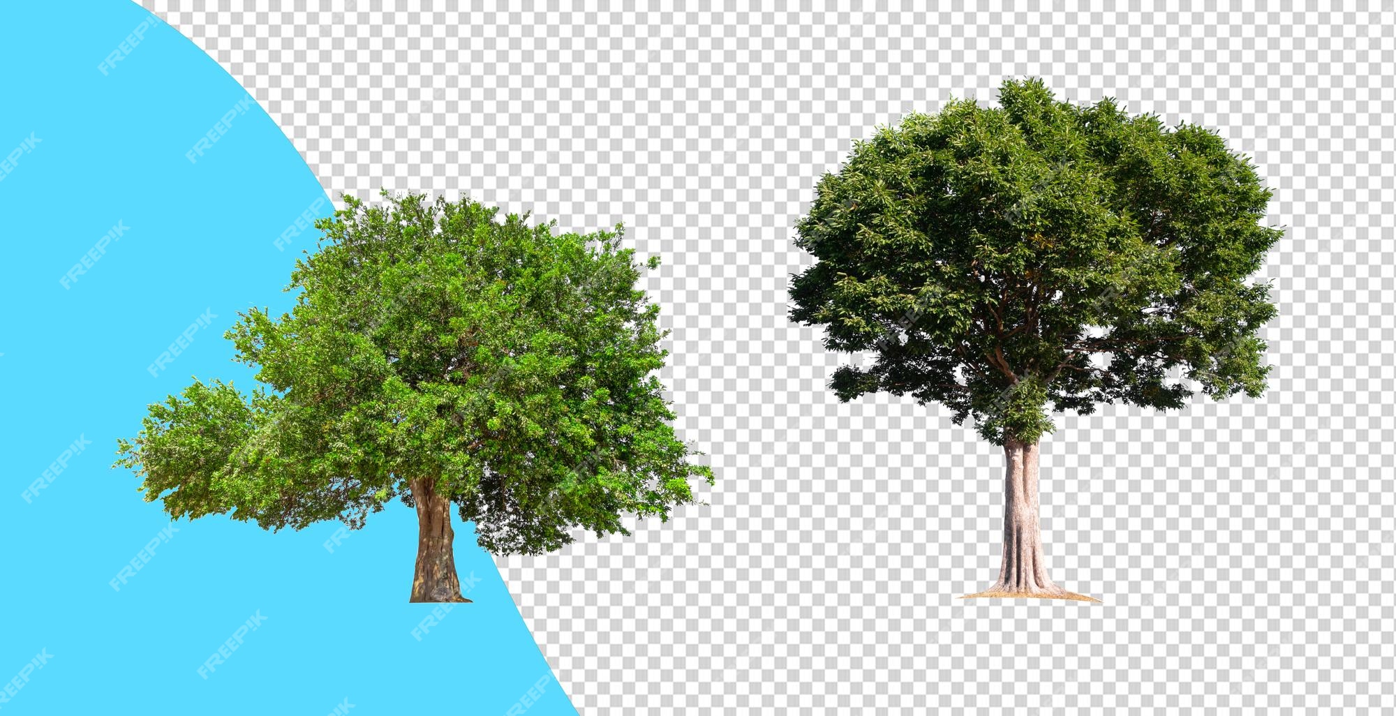 Premium PSD | Collection tree high resolution with cut out original ... Premium PSD | Collection tree high resolution with cut out original ...
