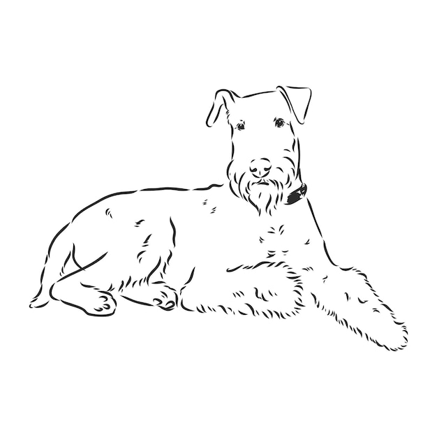 Premium Vector | Airedale terrier dog. hand drawn. vector illustration ... Premium Vector | Airedale terrier dog. hand drawn. vector illustration ...