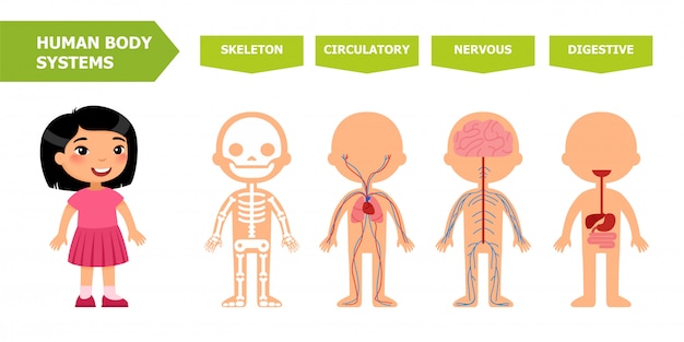Premium Vector | Anatomy for children. Premium Vector | Anatomy for children.
