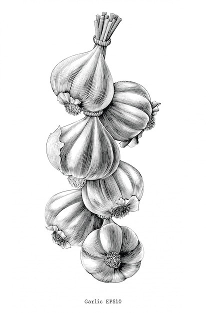 Premium Vector Antique Engraving Illustration Of Garlic Hand Draw