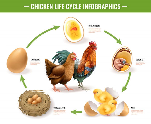ニワトリのライフサイクルの段階では、受精卵の胚の発育から雛のchick化までの現実的なインフォグラフィック構成 無料のベクター
