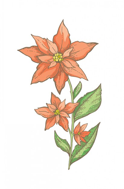 Premium Vector | Christmas poinsettia flower branch, hand drawn sketch. Premium Vector | Christmas poinsettia flower branch, hand drawn sketch.
