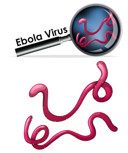 Close up isolated object of virus named ebola virus | Free Vector Close up isolated object of virus named ebola virus | Free Vector
