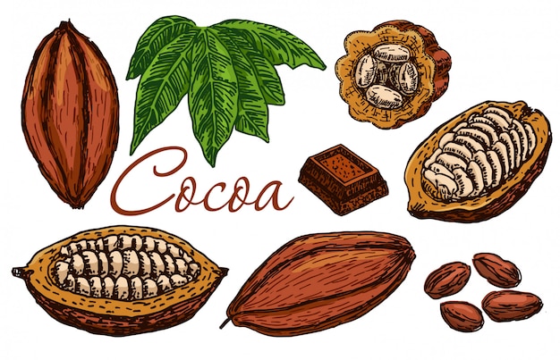 Premium Vector | Cocoa beans, cocoa leaves, cocoa branch with fruits of ... Premium Vector | Cocoa beans, cocoa leaves, cocoa branch with fruits of ...
