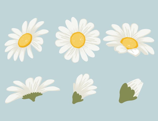 Premium Vector | Collection of cute daisy in flat vector style. Premium Vector | Collection of cute daisy in flat vector style.