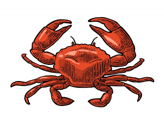 Premium Vector Crab Isolated On White Background