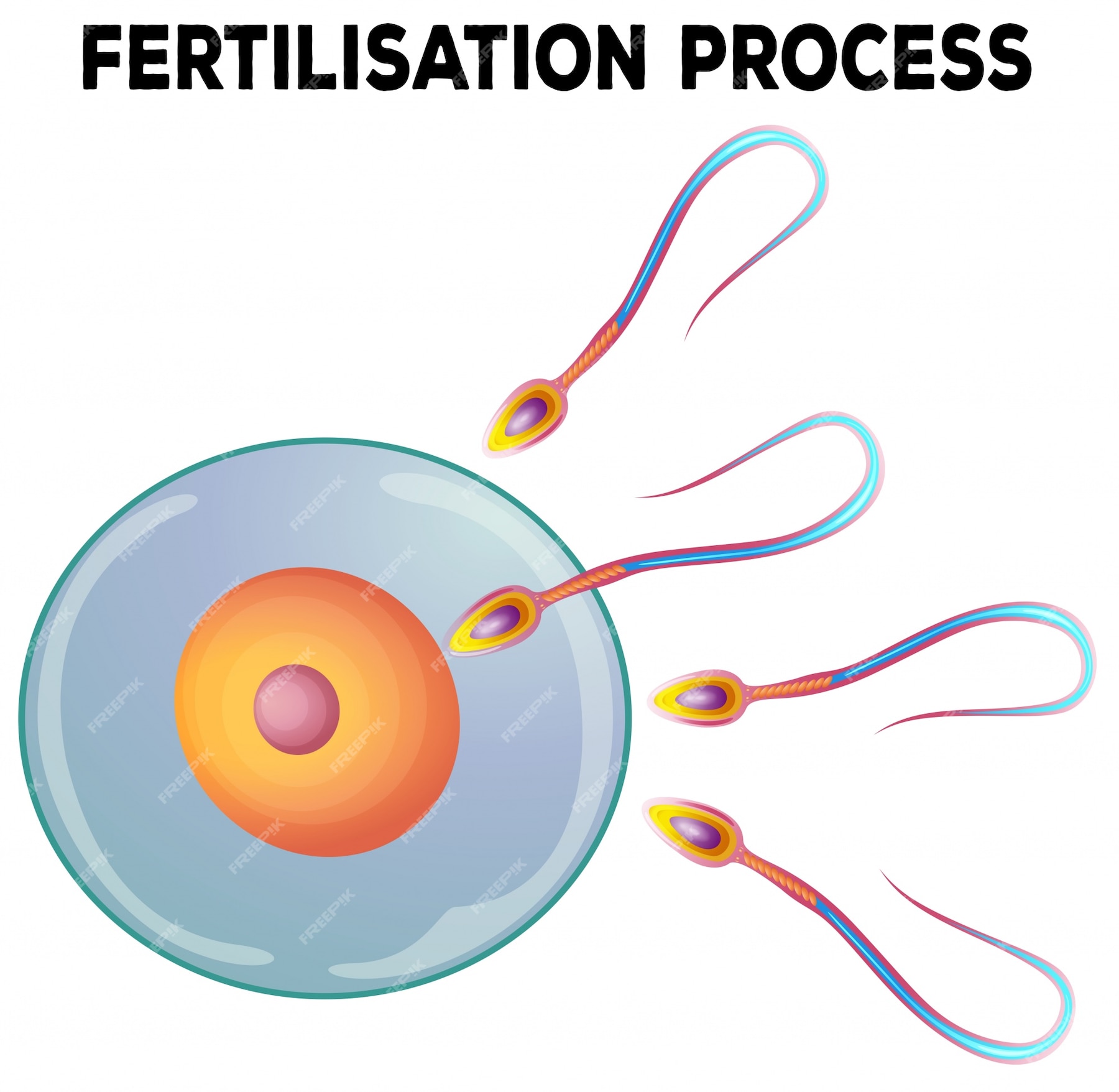 Premium Vector Diagram Of Fertilisation Process