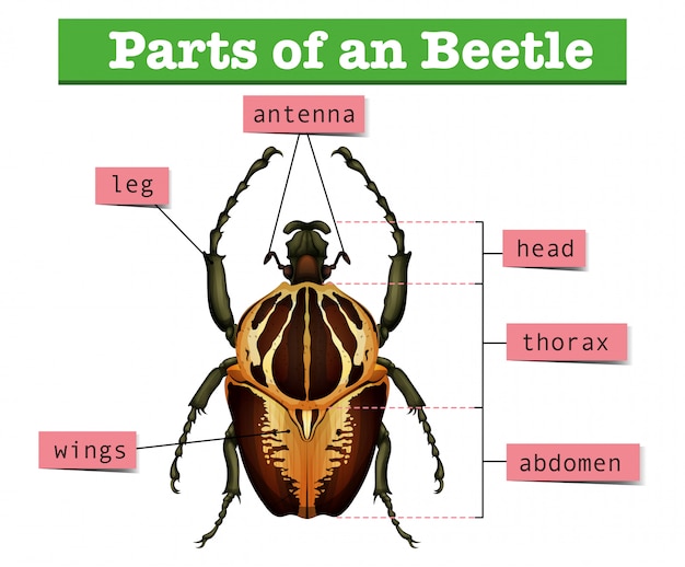 Premium Vector | Diagram showing different parts of beetle Premium Vector | Diagram showing different parts of beetle