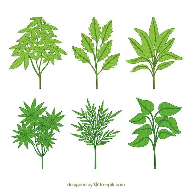 Free Vector | Different hand drawn plants Free Vector | Different hand drawn plants