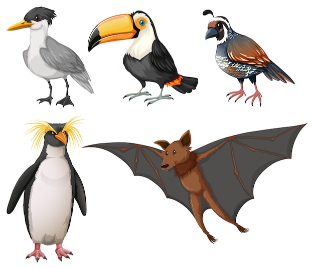 Premium Vector | Different types of wild birds illustration Premium Vector | Different types of wild birds illustration