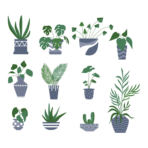 Premium Vector Exotic Tropical Houseplant In A Flower Pot Flat