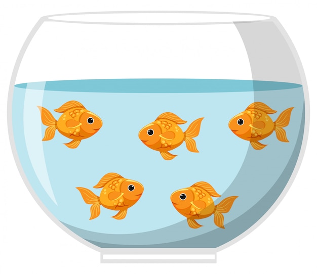 Premium Vector | Five goldfish in big bowl on white background Premium Vector | Five goldfish in big bowl on white background