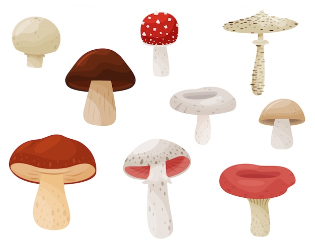 Mushroom Classification Poisonous or Edible | Kaggle Mushroom Classification Poisonous or Edible | Kaggle