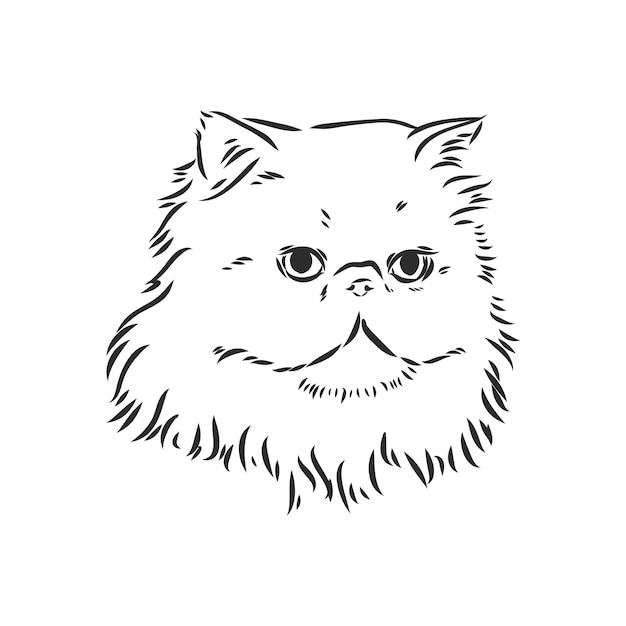Premium Vector | Hand drawing persian cat vector version persian cat ... Premium Vector | Hand drawing persian cat vector version persian cat ...