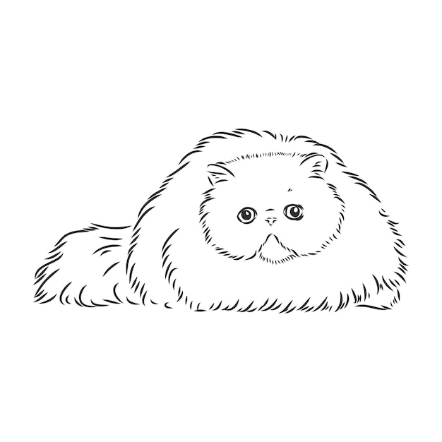Premium Vector | Hand drawing persian cat vector version persian cat ... Premium Vector | Hand drawing persian cat vector version persian cat ...