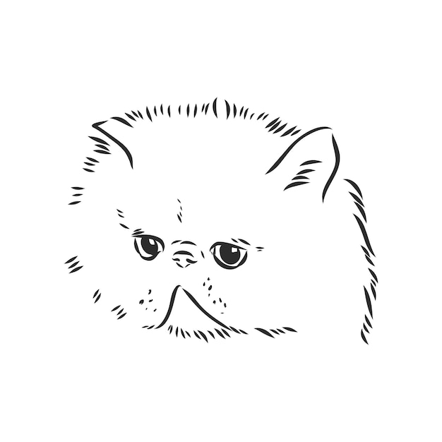 Premium Vector | Hand drawing persian cat vector version persian cat ... Premium Vector | Hand drawing persian cat vector version persian cat ...