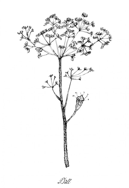 Premium Vector Hand Drawn Of Dill Plants On White Background 