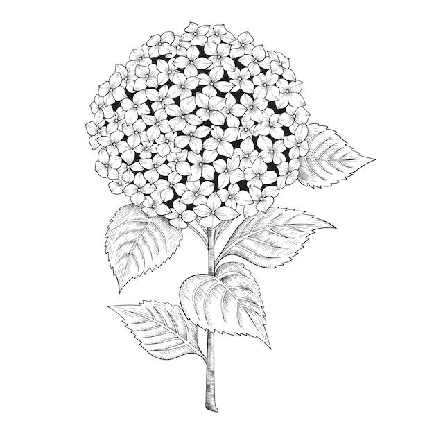 Premium Vector Hand Drawn Hydrangea Flowers And Leaves Drawing