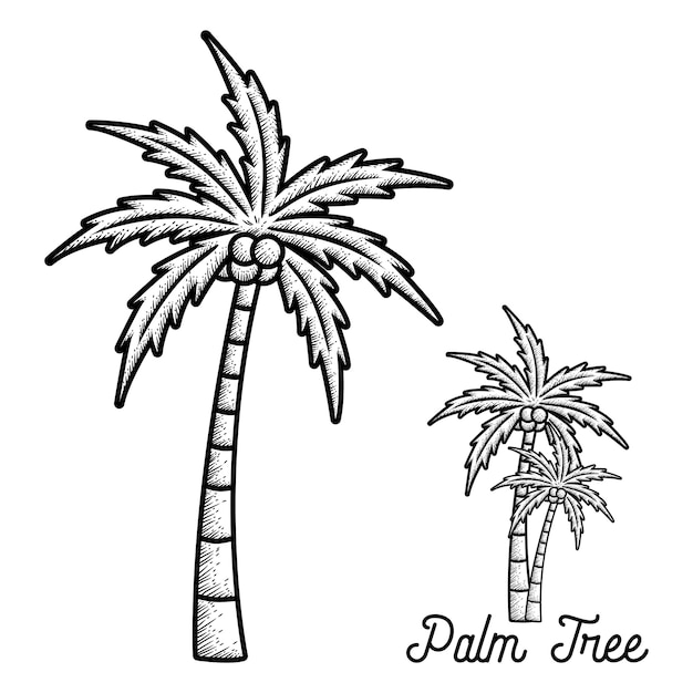 Premium Vector | Hand drawn palm tree Premium Vector | Hand drawn palm tree