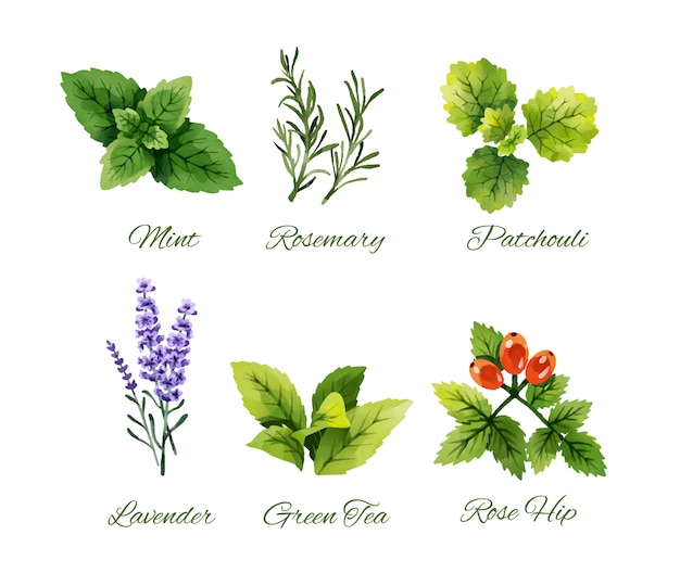 Premium Vector | Herb Premium Vector | Herb