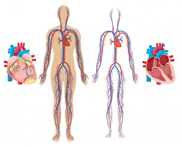 Premium Vector Human Heart And Cardiovascular System
