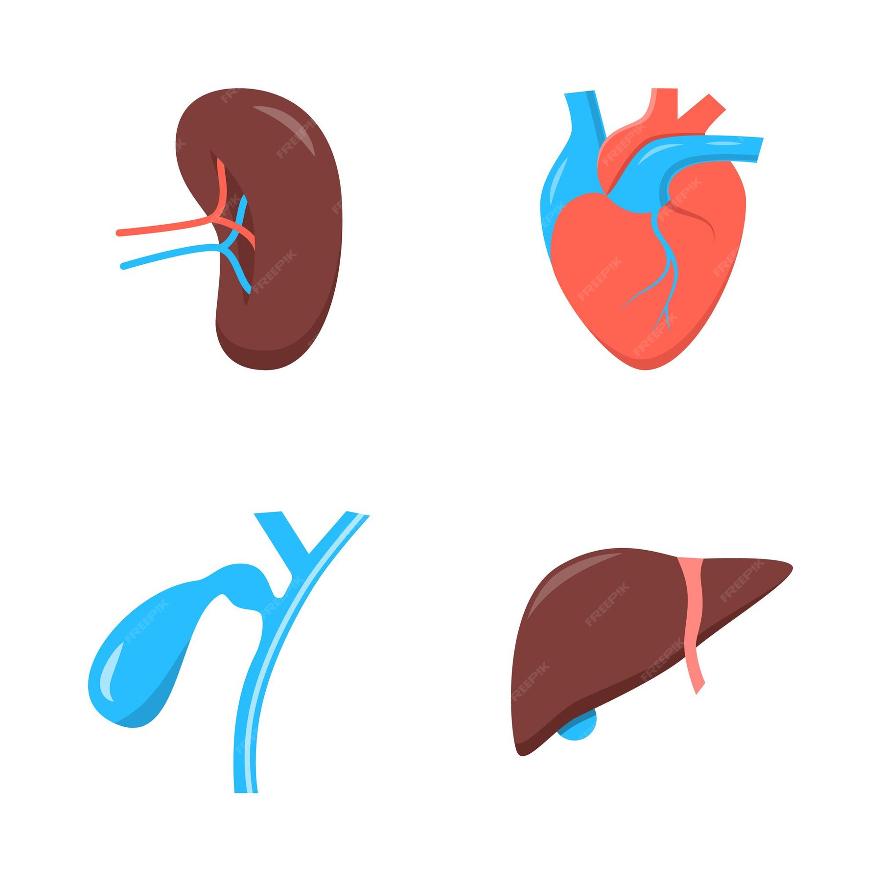 Premium Vector | Human internal organs icon set Premium Vector | Human internal organs icon set