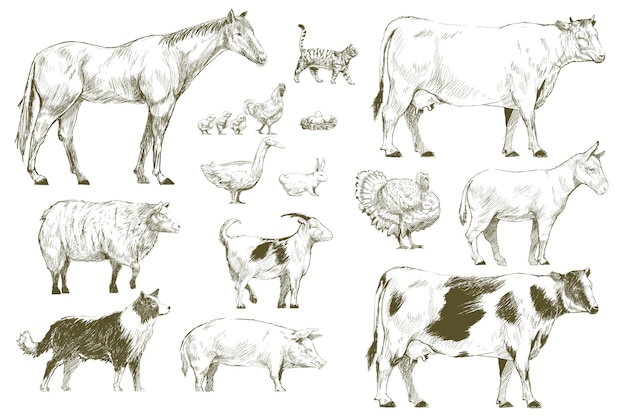 Premium Vector | Illustration drawing style of farm animals collection Premium Vector | Illustration drawing style of farm animals collection