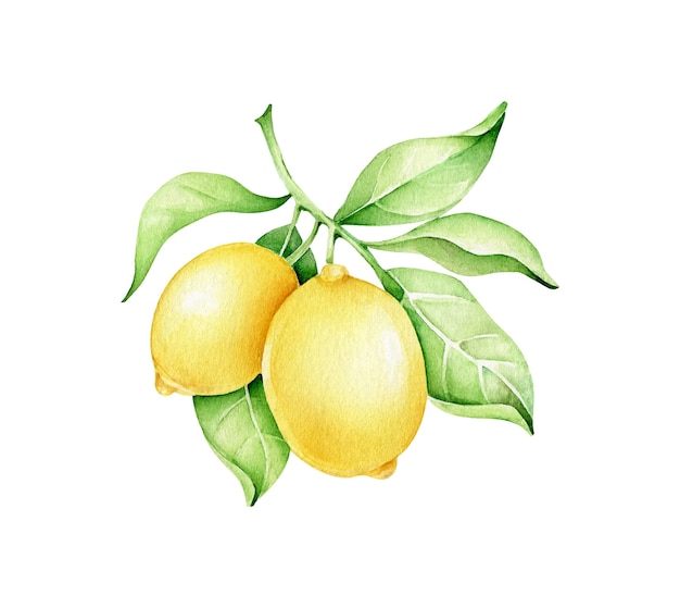 Premium Vector | Lemon branch illustration Premium Vector | Lemon branch illustration