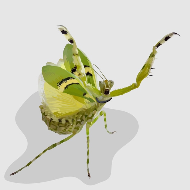 Premium Vector | Mantis isolated realistic hand drawn vector and ... Premium Vector | Mantis isolated realistic hand drawn vector and ...