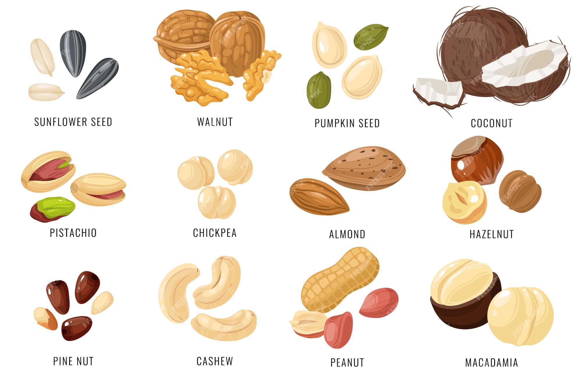Premium Vector | Nuts and seeds design illustration Premium Vector | Nuts and seeds design illustration