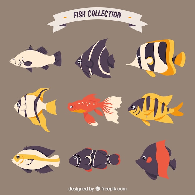 Free Vector | Set of colorful fishes in flat style Free Vector | Set of colorful fishes in flat style