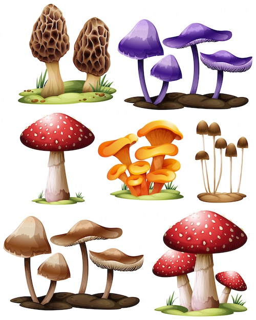 Set of different mushrooms | Premium Vector Set of different mushrooms | Premium Vector