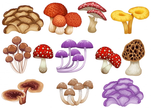 Premium Vector | Set of different mushrooms Premium Vector | Set of different mushrooms