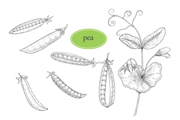 Premium Vector | Set hand draw peas Premium Vector | Set hand draw peas