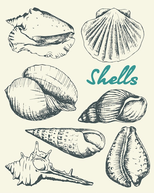 Premium Vector | Set of various beautiful mollusk sea shells Premium Vector | Set of various beautiful mollusk sea shells