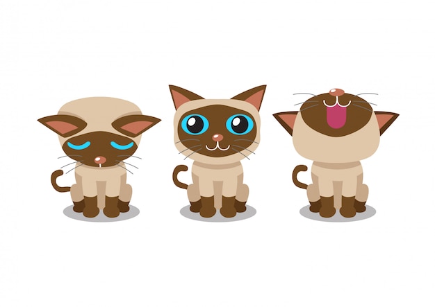 Premium Vector | Set of vector cartoon character siamese cat poses Premium Vector | Set of vector cartoon character siamese cat poses
