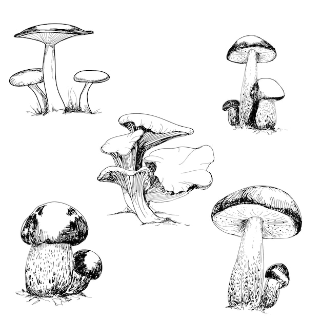 Premium Vector | Set of wild mushrooms drawing Premium Vector | Set of wild mushrooms drawing