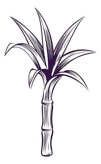 Premium Vector | Sugar cane sketch. hand drawn plant in engraving style ... Premium Vector | Sugar cane sketch. hand drawn plant in engraving style ...