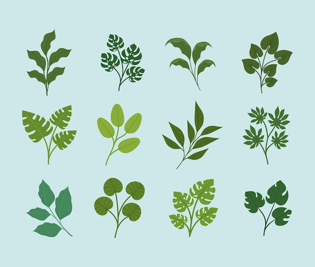 Premium Vector | Twelve leaves design Premium Vector | Twelve leaves design