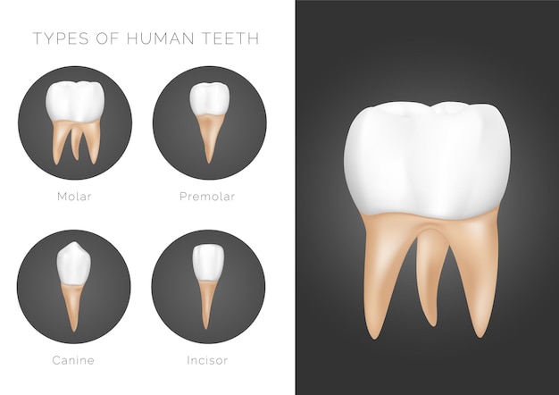 Premium Vector | Types of human teeth Premium Vector | Types of human teeth