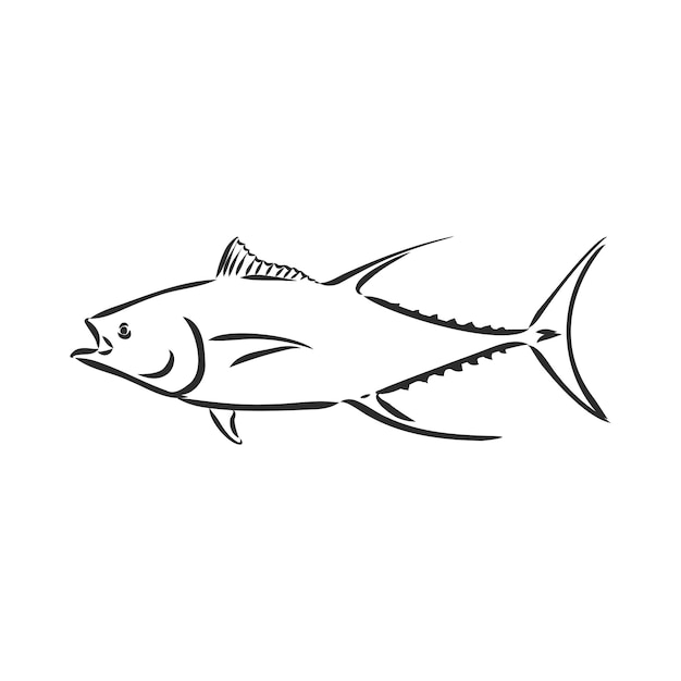 Premium Vector | Vector illustration of tuna tuna fish vector sketch on ... Premium Vector | Vector illustration of tuna tuna fish vector sketch on ...