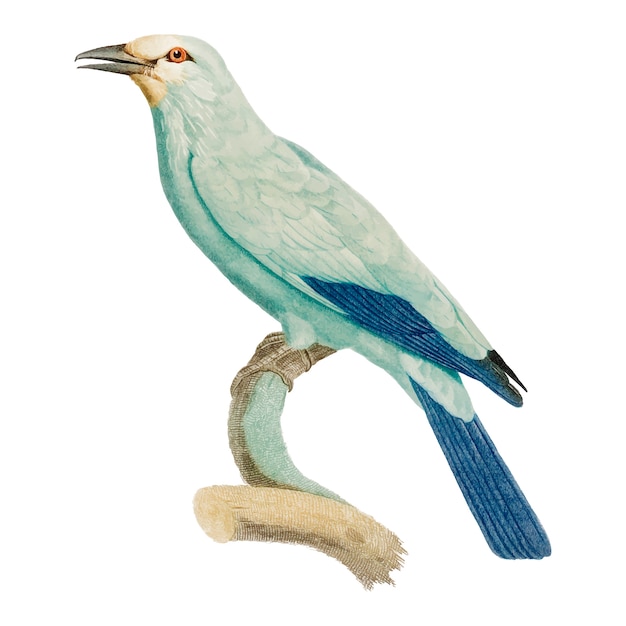 Free Vector | Vintage bird illustration Free Vector | Vintage bird illustration
