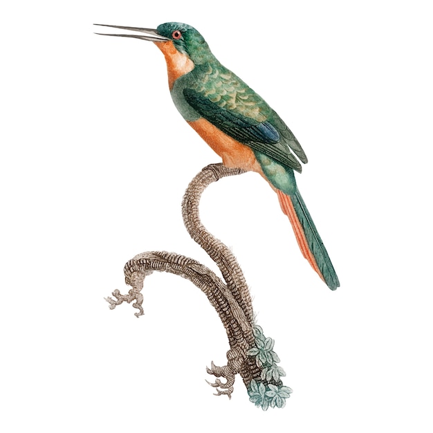 Vintage bird illustration | Free Vector Vintage bird illustration | Free Vector