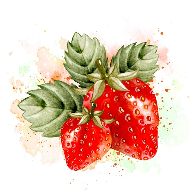 Premium Vector | Watercolor hand drawn realistic fresh strawberry fruit Premium Vector | Watercolor hand drawn realistic fresh strawberry fruit