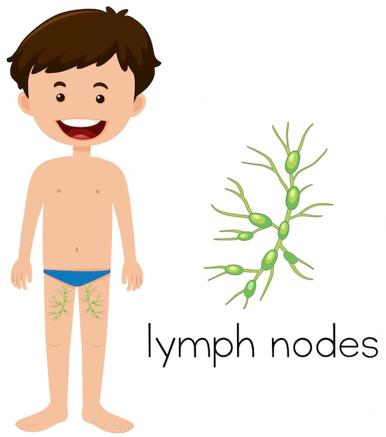 Premium Vector | A young boy lymph nodes anatomy Premium Vector | A young boy lymph nodes anatomy